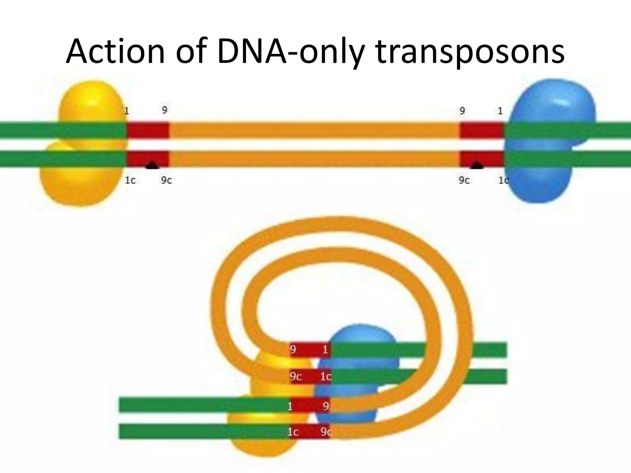 Transposons: the jumping genes | PPTX
