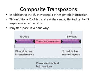 Transposons: the jumping genes | PPTX