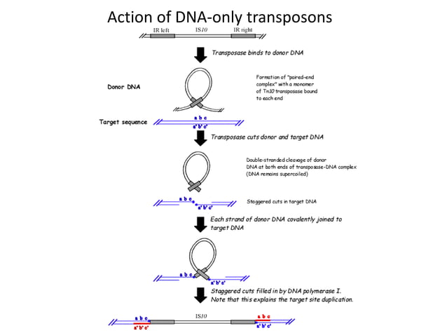 Transposons: the jumping genes | PPTX