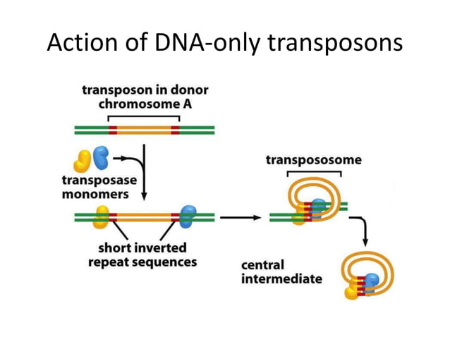 Transposons: the jumping genes | PPTX