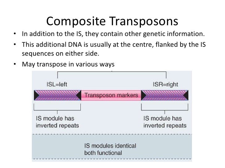 Transposons: the jumping genes