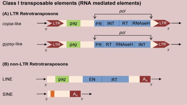 Transposons