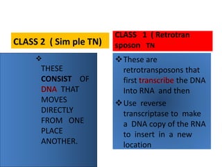 Transposons | PPTX