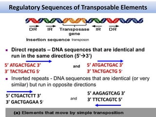 Transposons | PPT