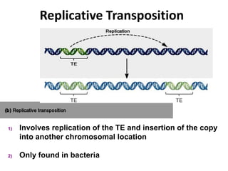 Transposons | PPT
