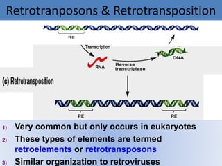 Transposons | PPTX