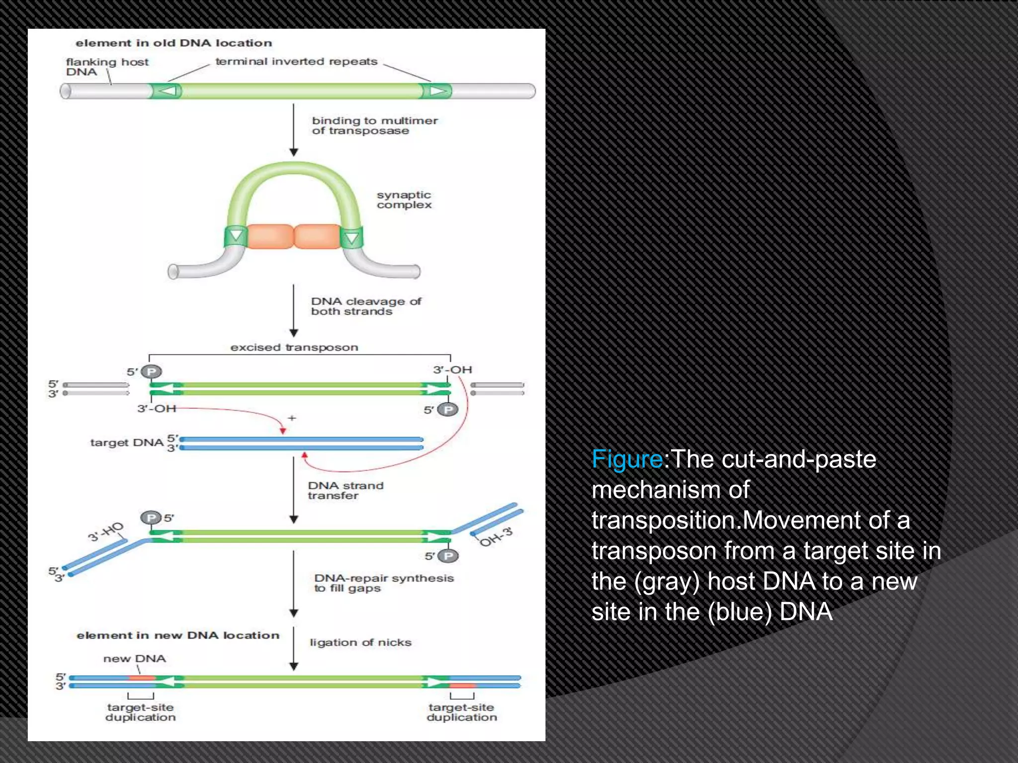 Transposons | PPTX