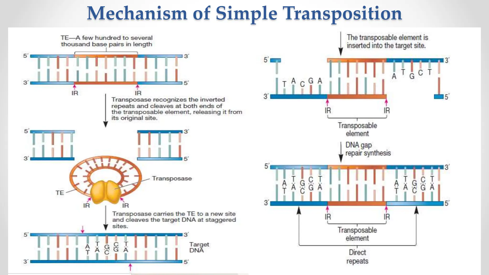 Transposons, types and transposition.pptx