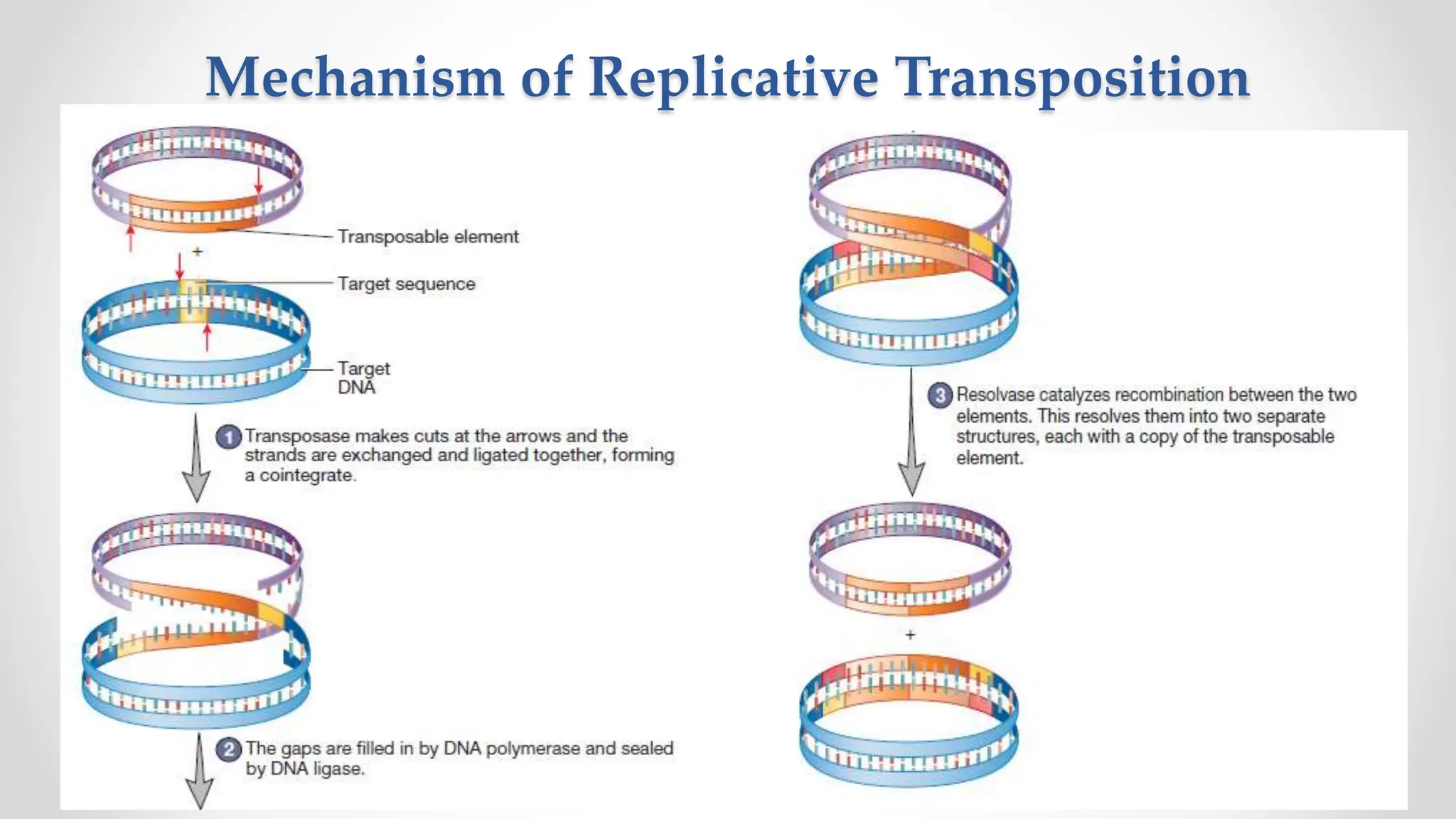 Transposons, types and transposition.pptx