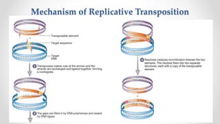 Transposons, types and transposition.pptx
