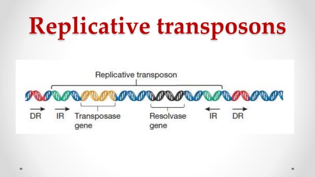 Transposons, types and transposition.pptx | Genetics | Science