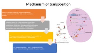 Transposons and Mechanism of Transposition.pptx