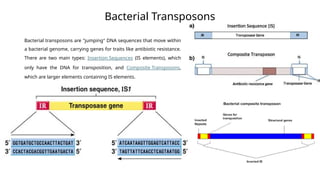 Transposons- role and presence in bacteria, maize and drosophila.pptx