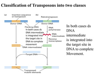 Transposons2.pptx