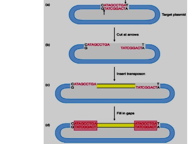 Transposons and Insertion Sequence Elements.pptx
