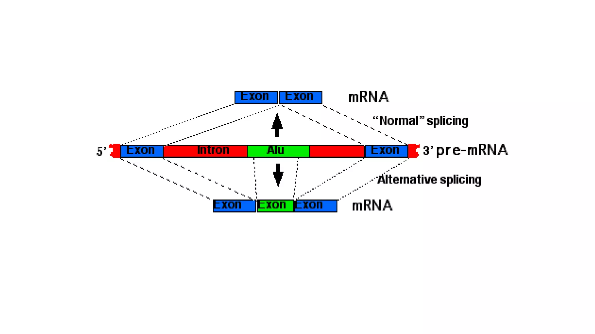 Transposons and mechanisms of transposition | PPTX