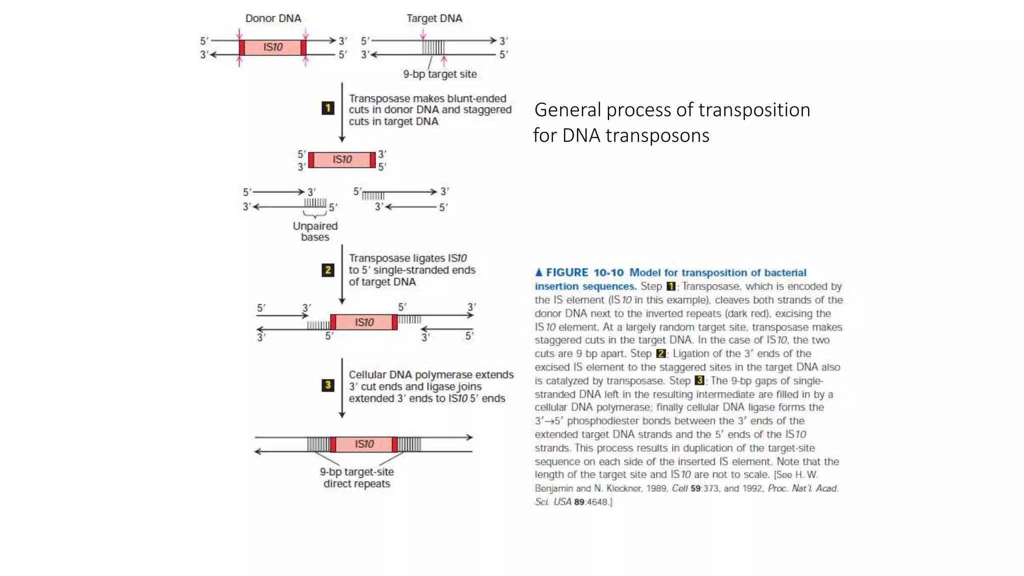Transposons and mechanisms of transposition | PPTX