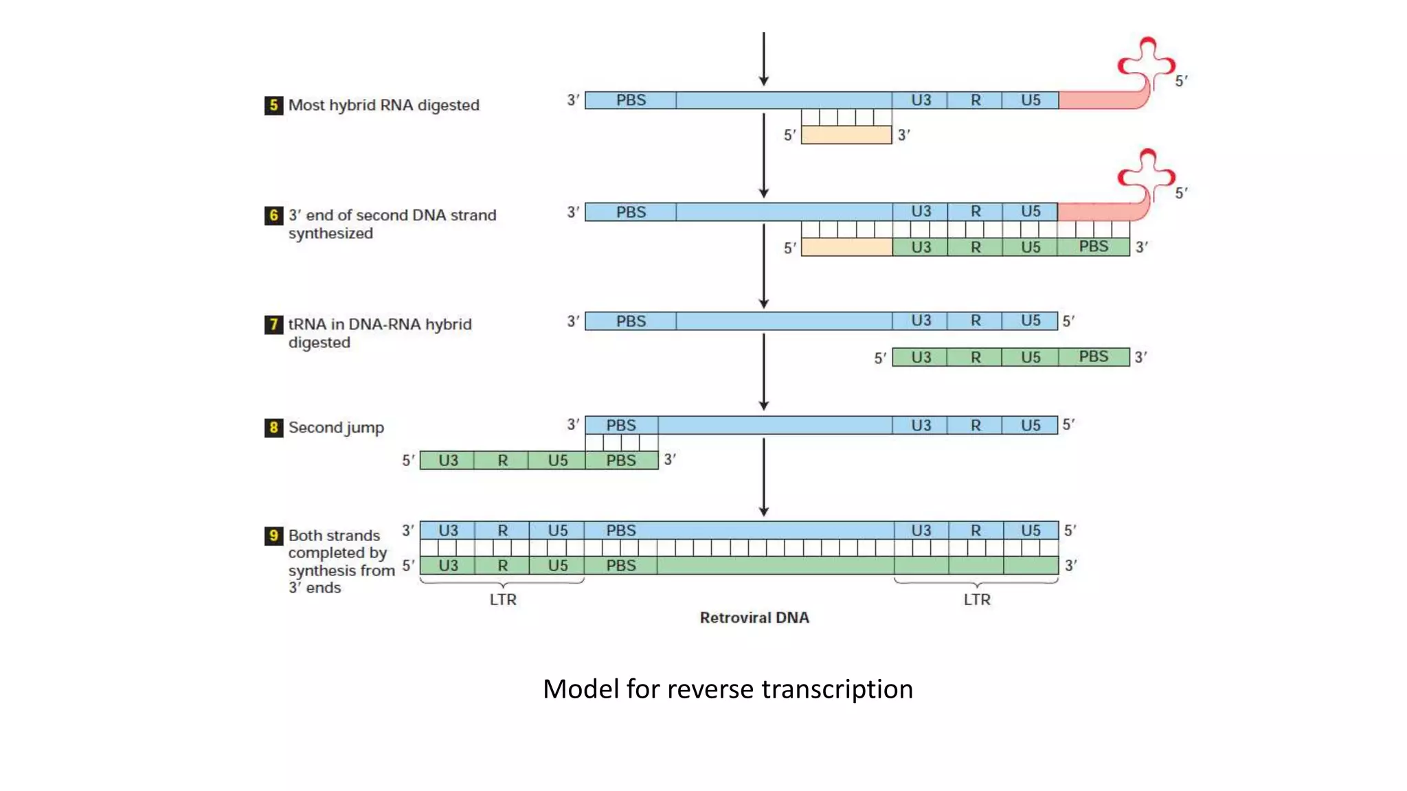 Transposons and mechanisms of transposition | PPTX