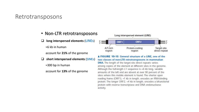 Transposons and mechanisms of transposition | PPTX