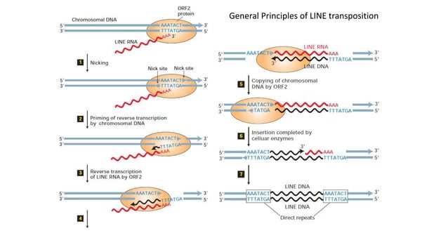 Transposons and mechanisms of transposition | PPTX