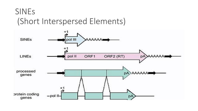 Transposons and mechanisms of transposition | PPTX