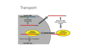 Transposons and mechanisms of transposition | PPTX