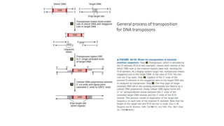 Transposons and mechanisms of transposition | PPTX