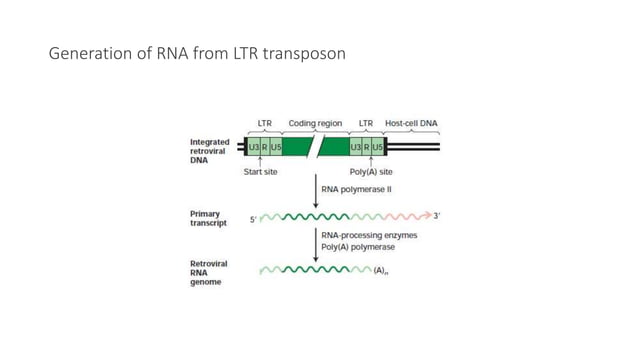 Transposons and mechanisms of transposition | PPTX