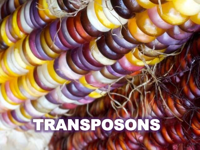 TRANSPOSONS ;THE JUMPING GENES | PPTX | Genetics | Science