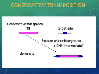 TRANSPOSONS ;THE JUMPING GENES | PPTX | Genetics | Science
