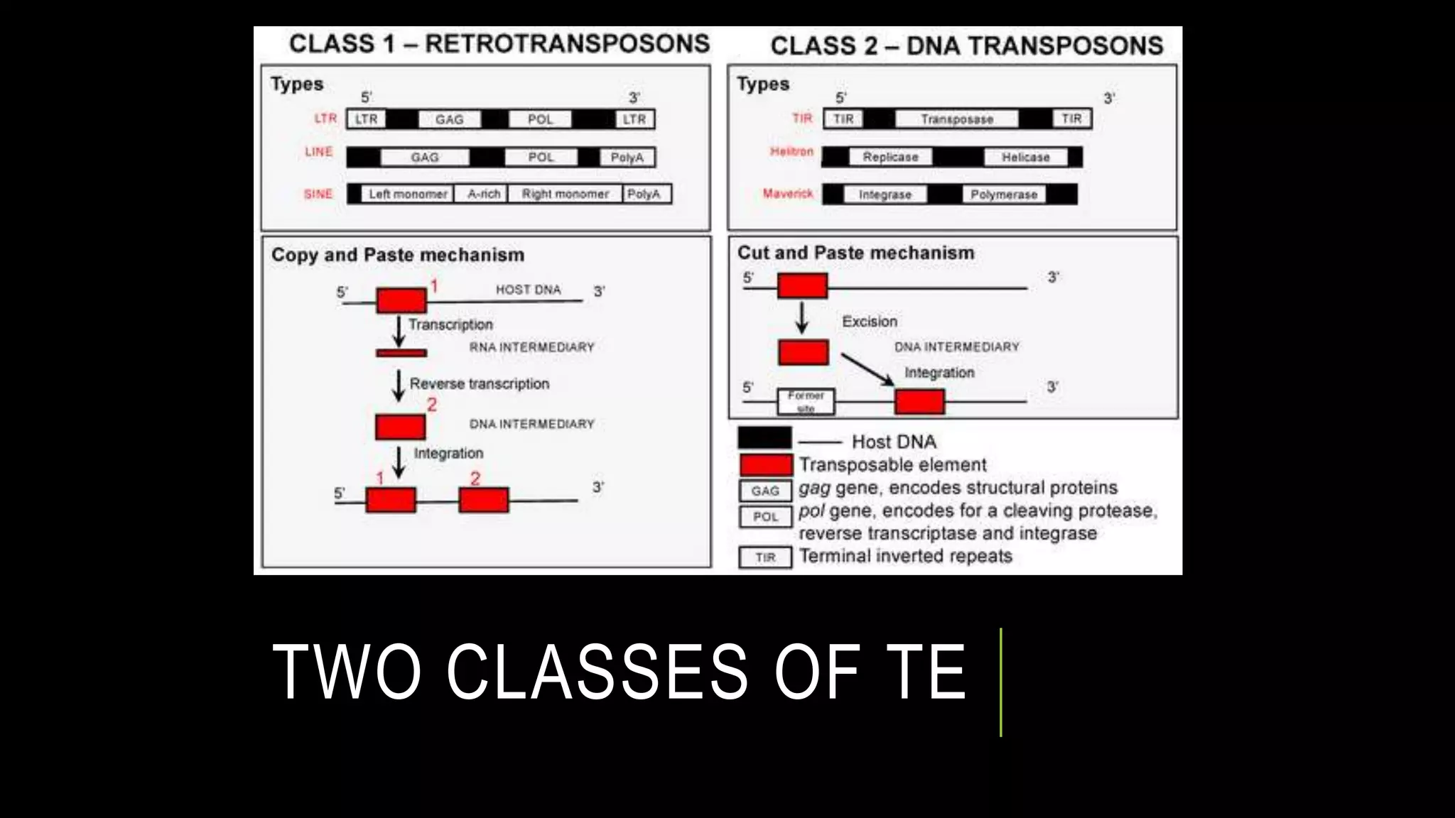 Transposons in drosophila - P element | PPTX