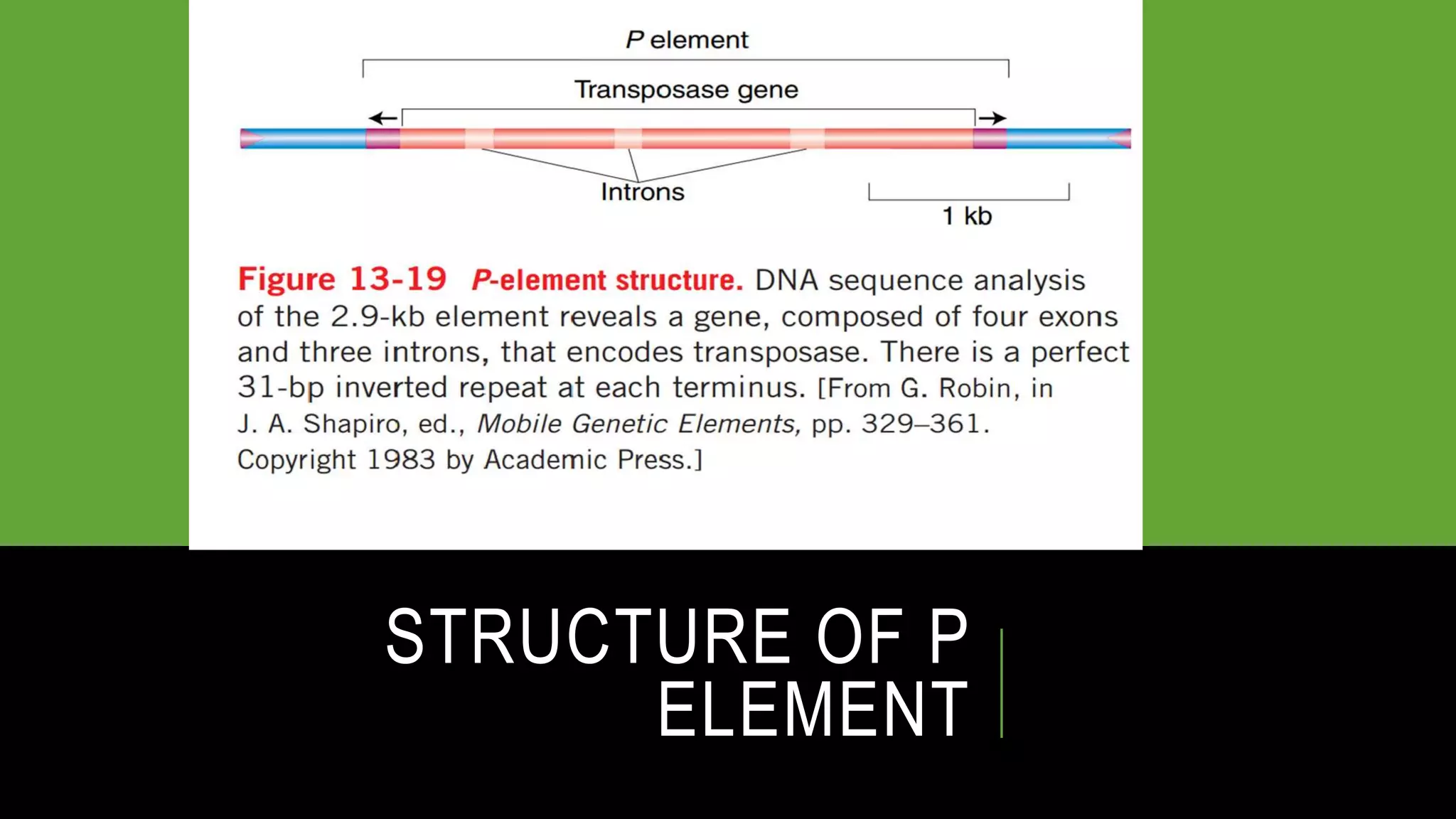 Transposons in drosophila - P element | PPTX