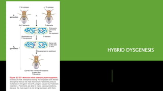 Transposons in drosophila - P element | PPTX
