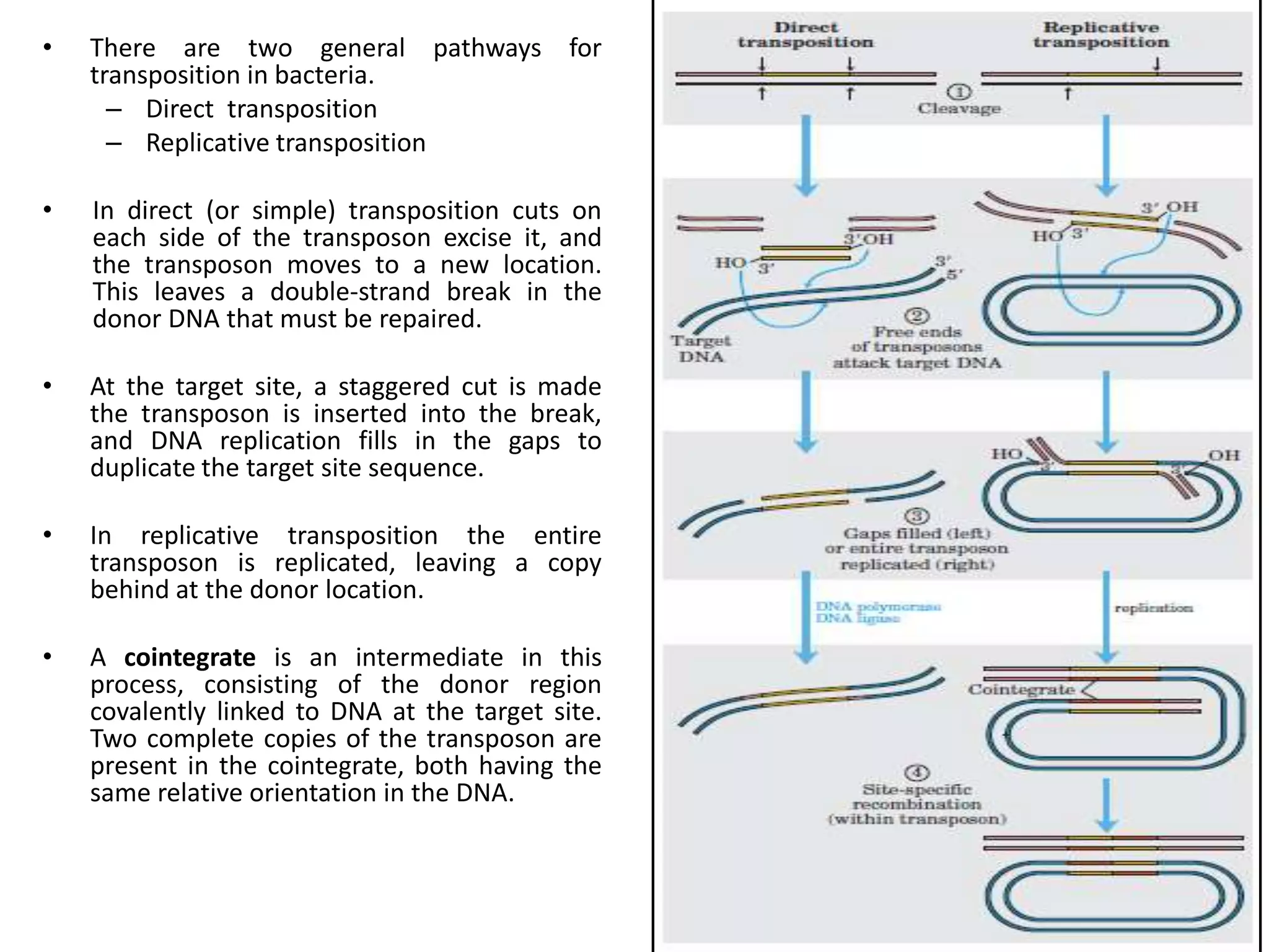 Transposons(jumping genes) | PPTX