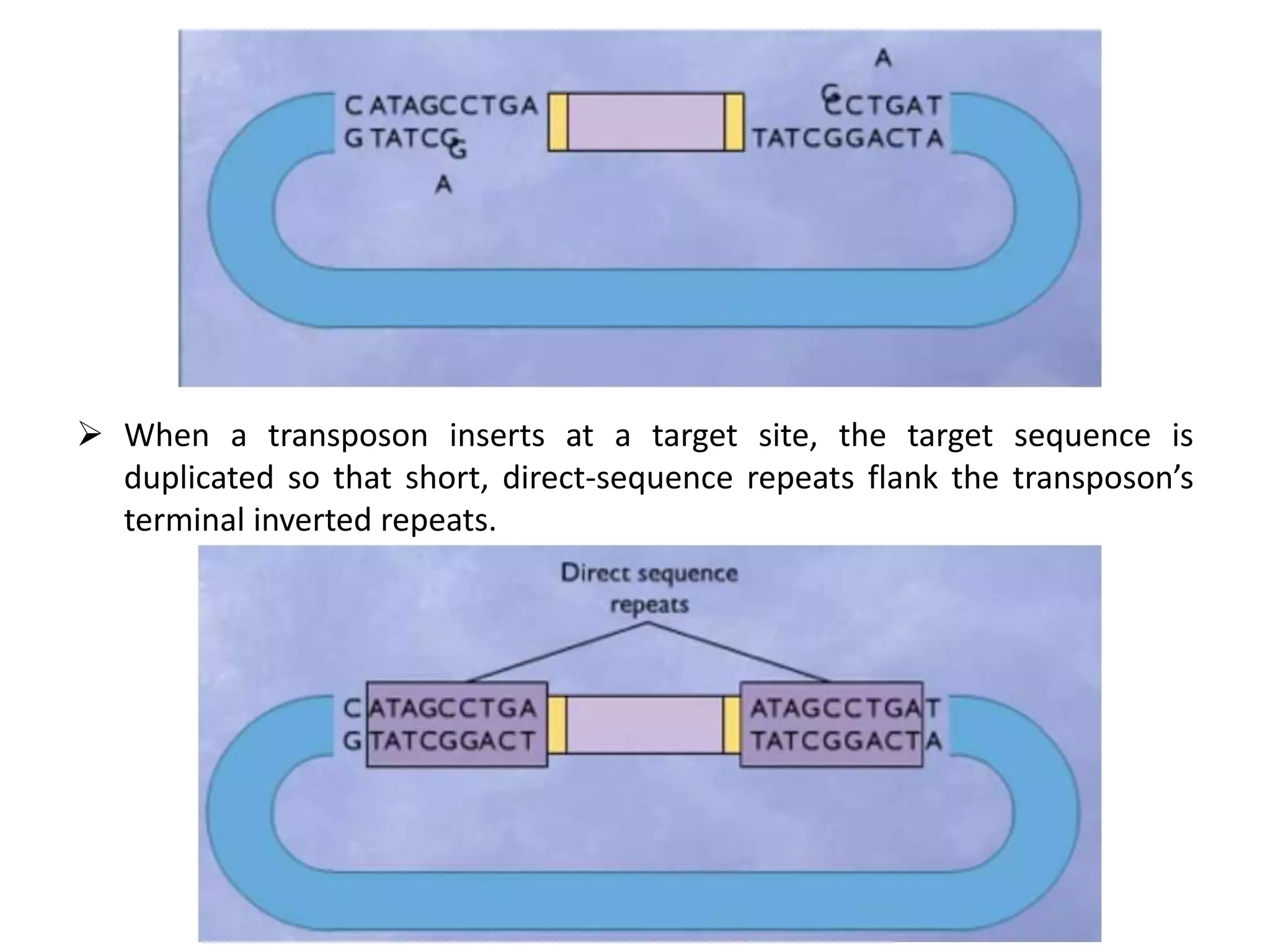 Transposons(jumping genes) | PPTX