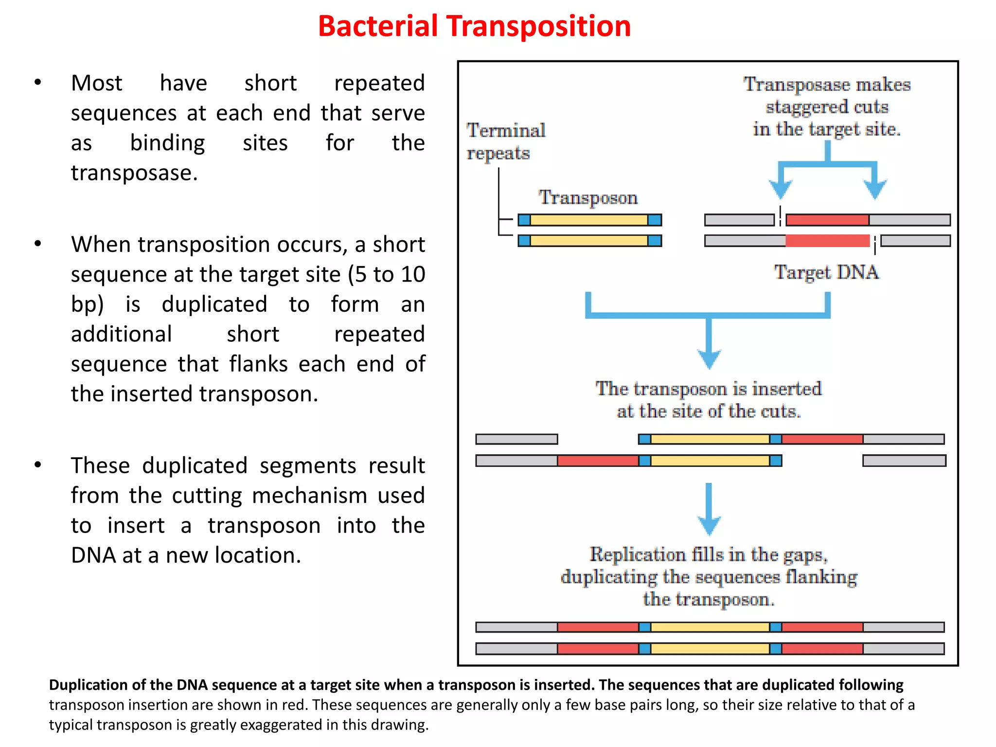 Transposons(jumping genes) | PPTX