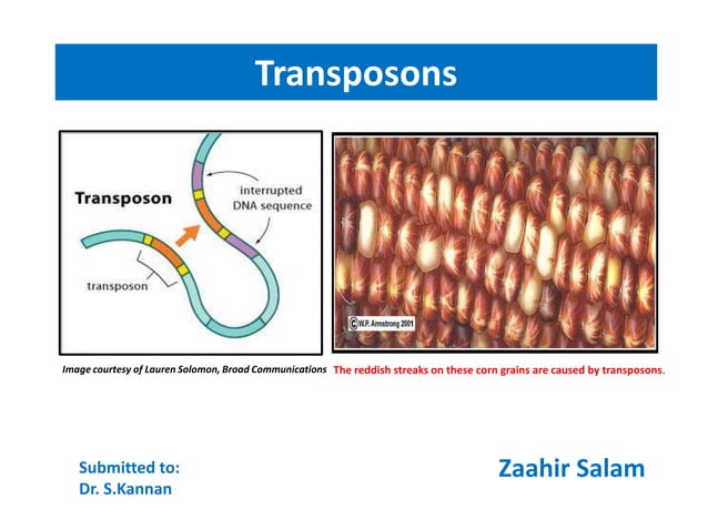 Transposons(jumping genes) | PPTX