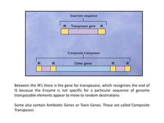 Transposons(jumping genes) | PPTX