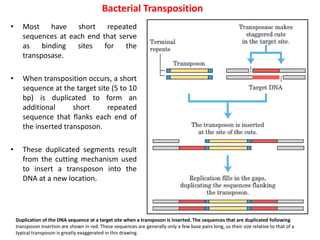 Transposons(jumping genes) | PPTX