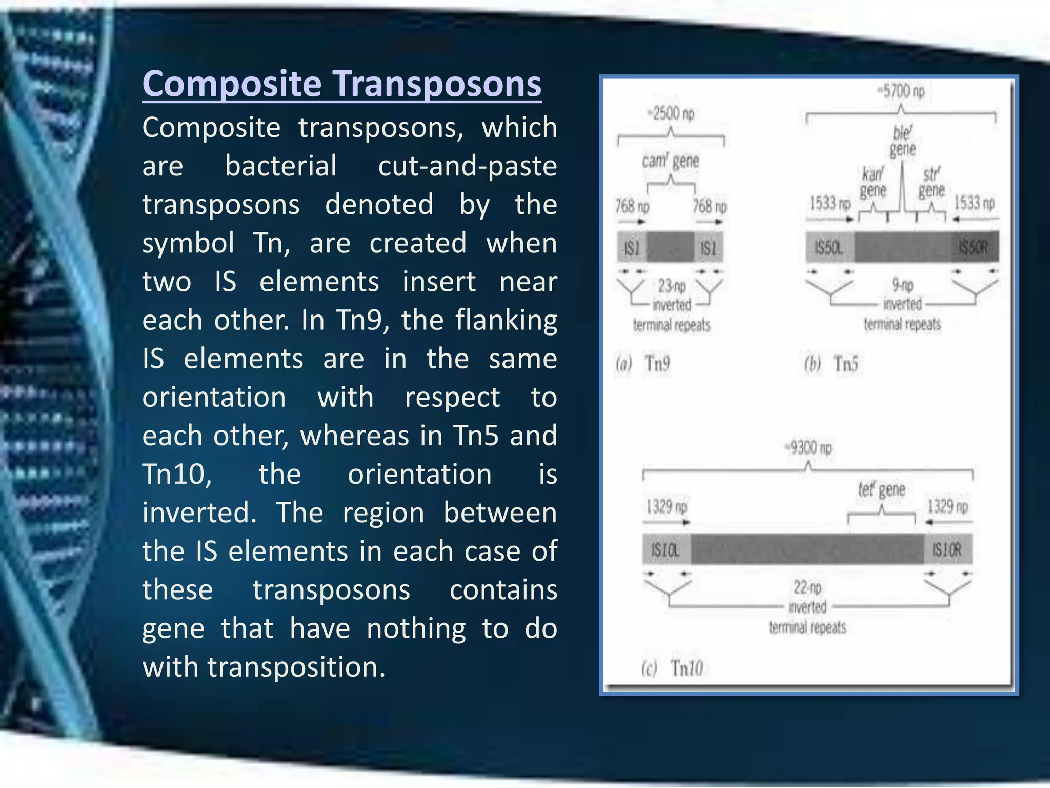 Transposons ppt | PPTX