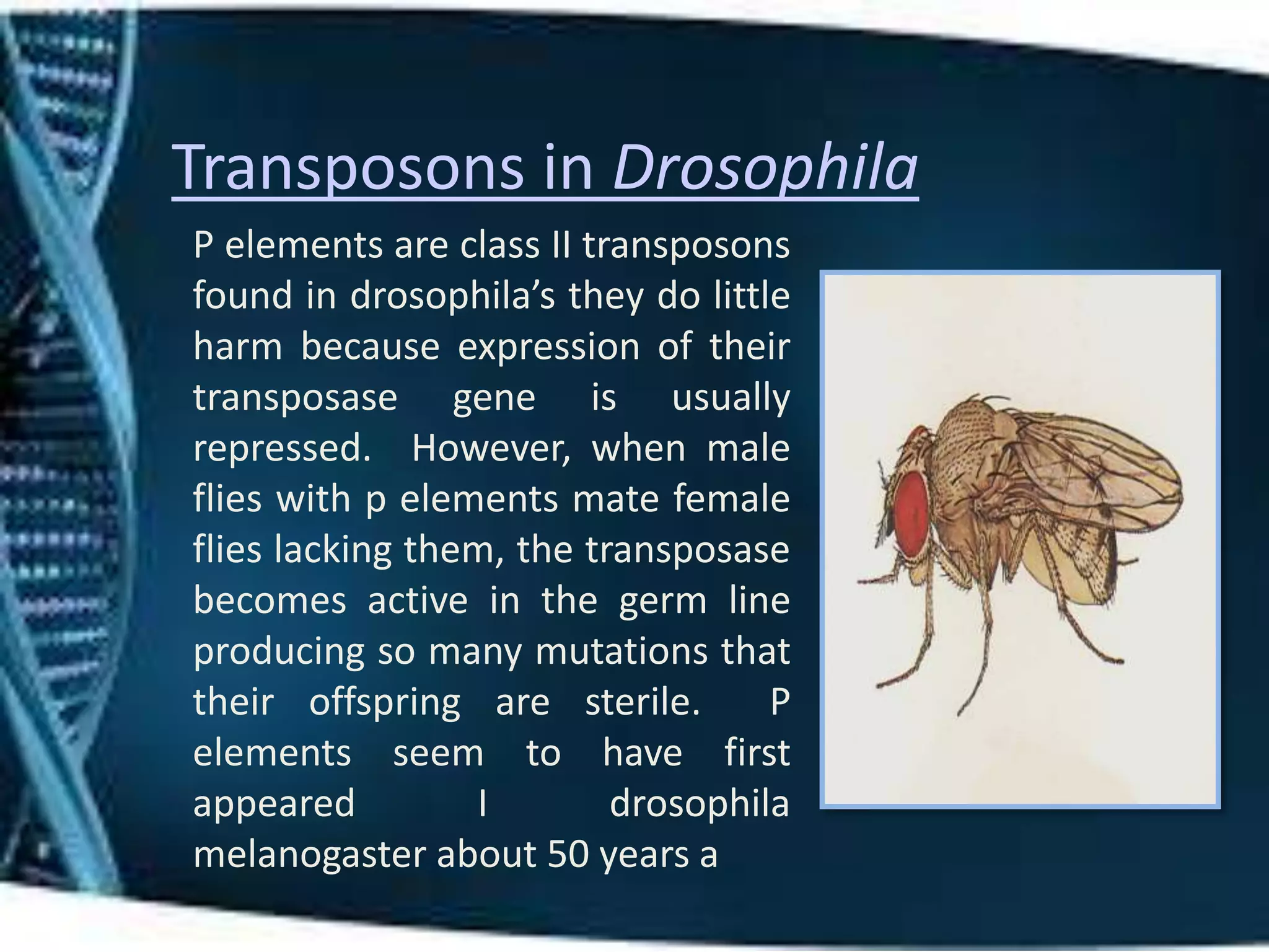 Transposons ppt | PPTX