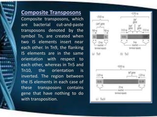 Transposons ppt | PPTX
