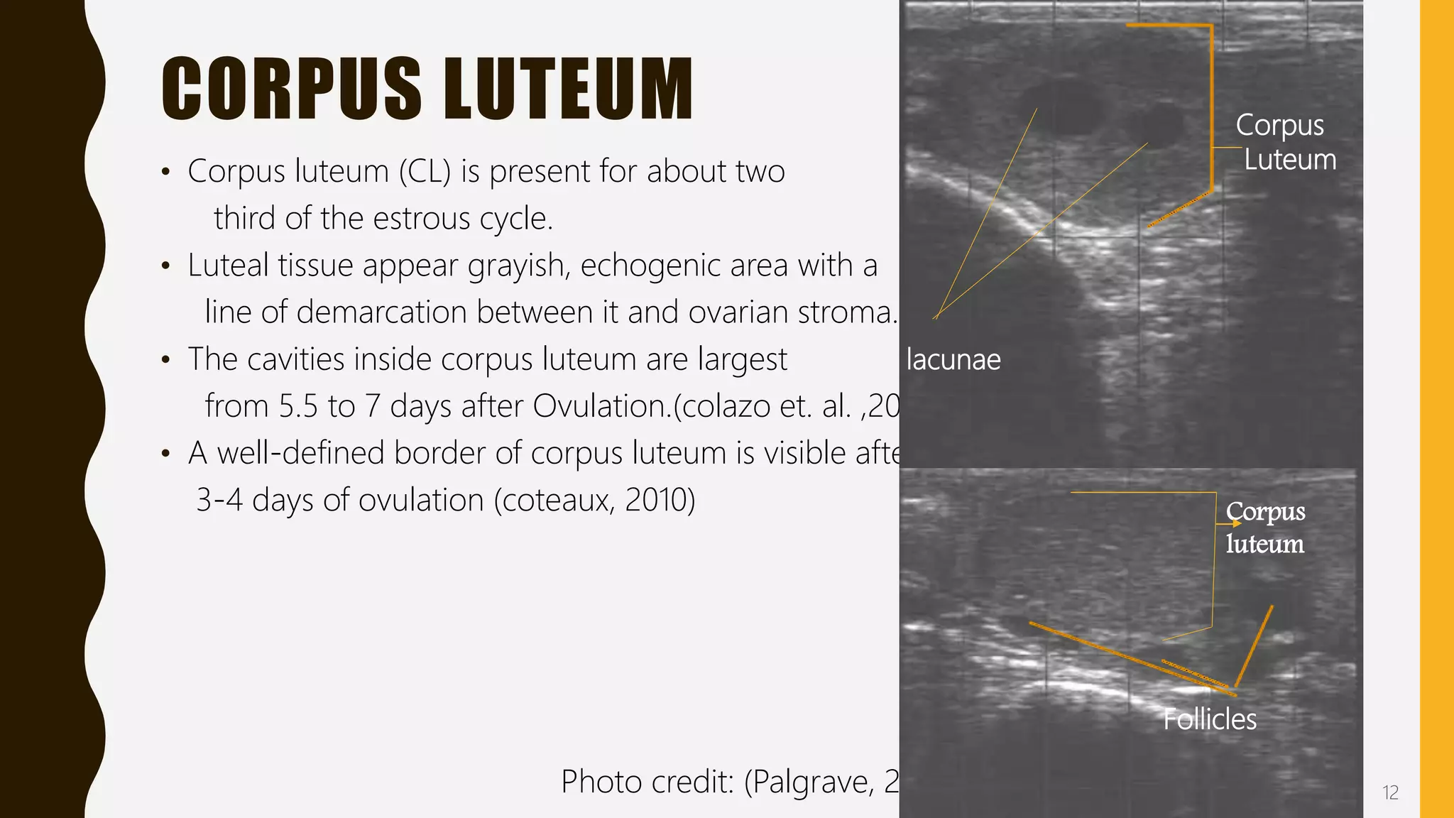 Transrectal ultrasonography in reproductive management of cattle | PPTX