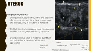 Transrectal ultrasonography in reproductive management of cattle | PPTX