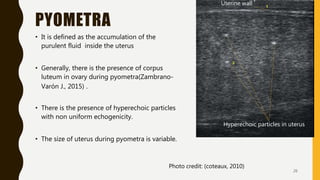 Transrectal ultrasonography in reproductive management of cattle | PPTX