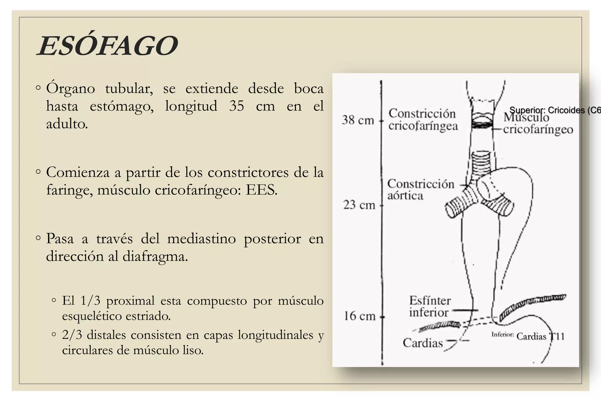 Trastornos esofagicos 2019 by Md Graciela Cordova | PPTX