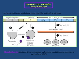 transduccion y transcripcion del ADN | PPT