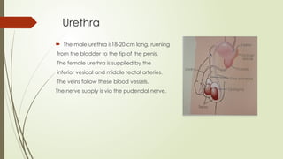Transurethral Resection of Bladder Tumour (TURBT) and Pyeloplasty | PPTX