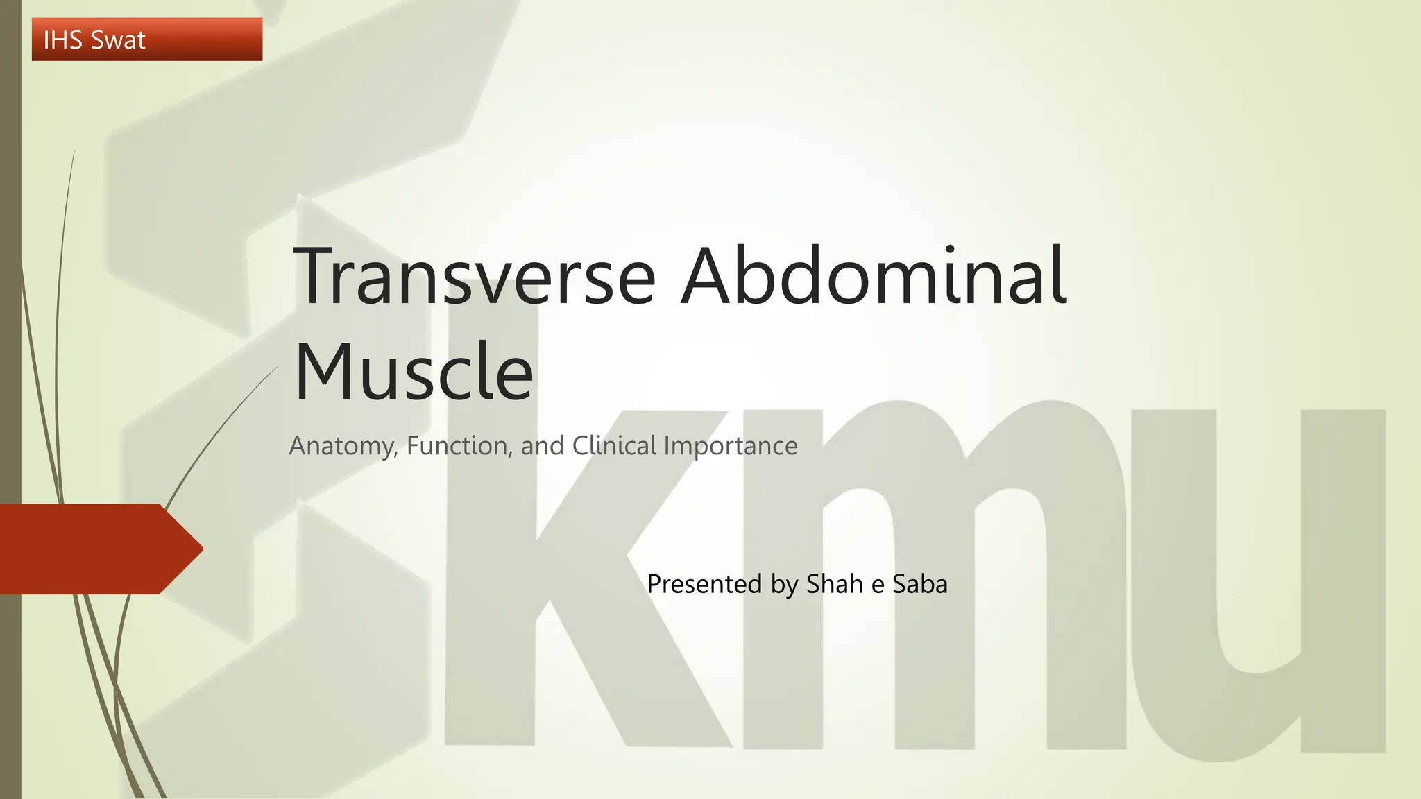 Transverse abdominal definition and functions | PPT