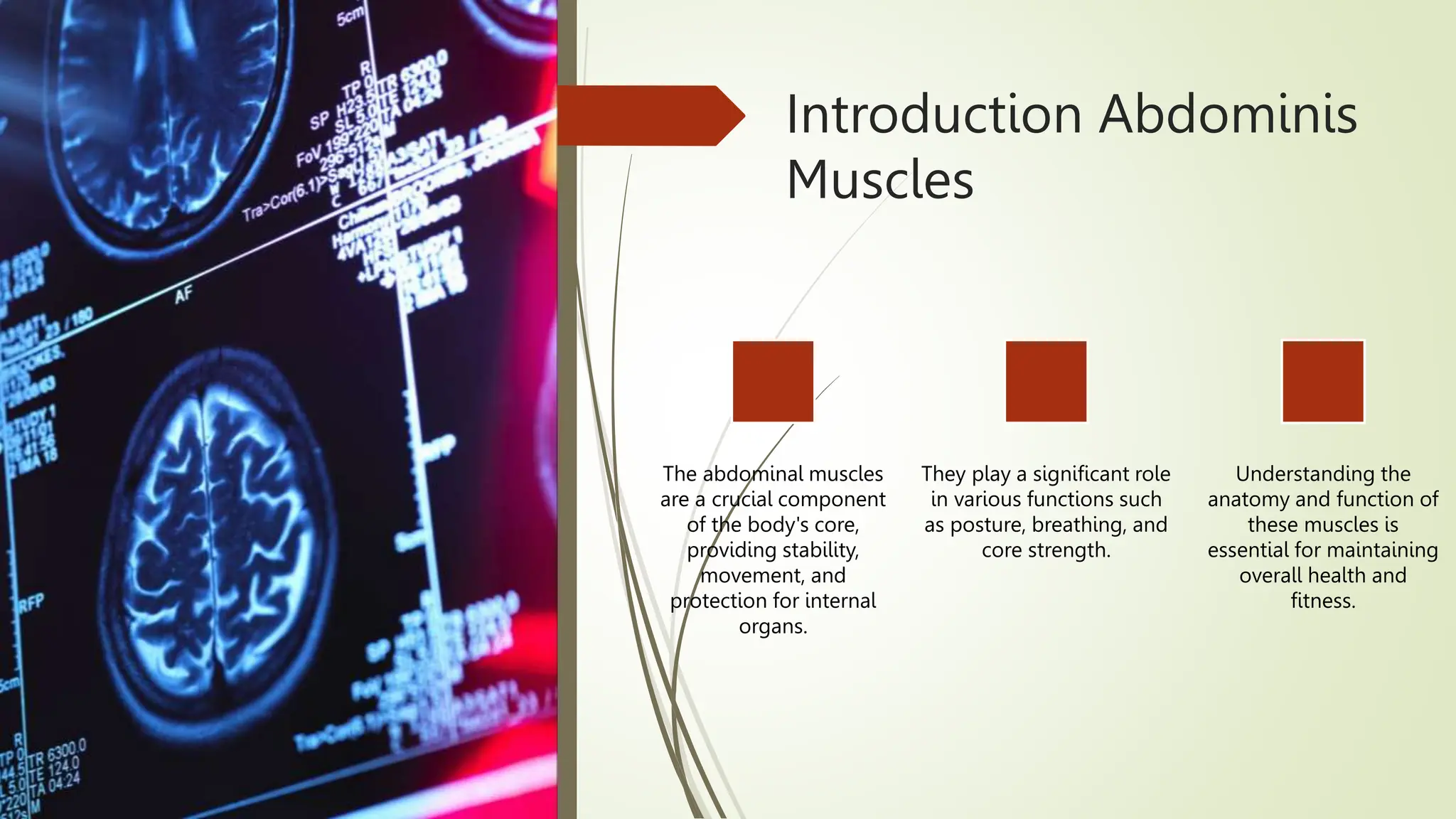 Transverse abdominal definition and functions | PPT Transverse abdominal definition and functions | PPT